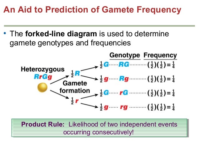 Genetics chapter 2 part 2