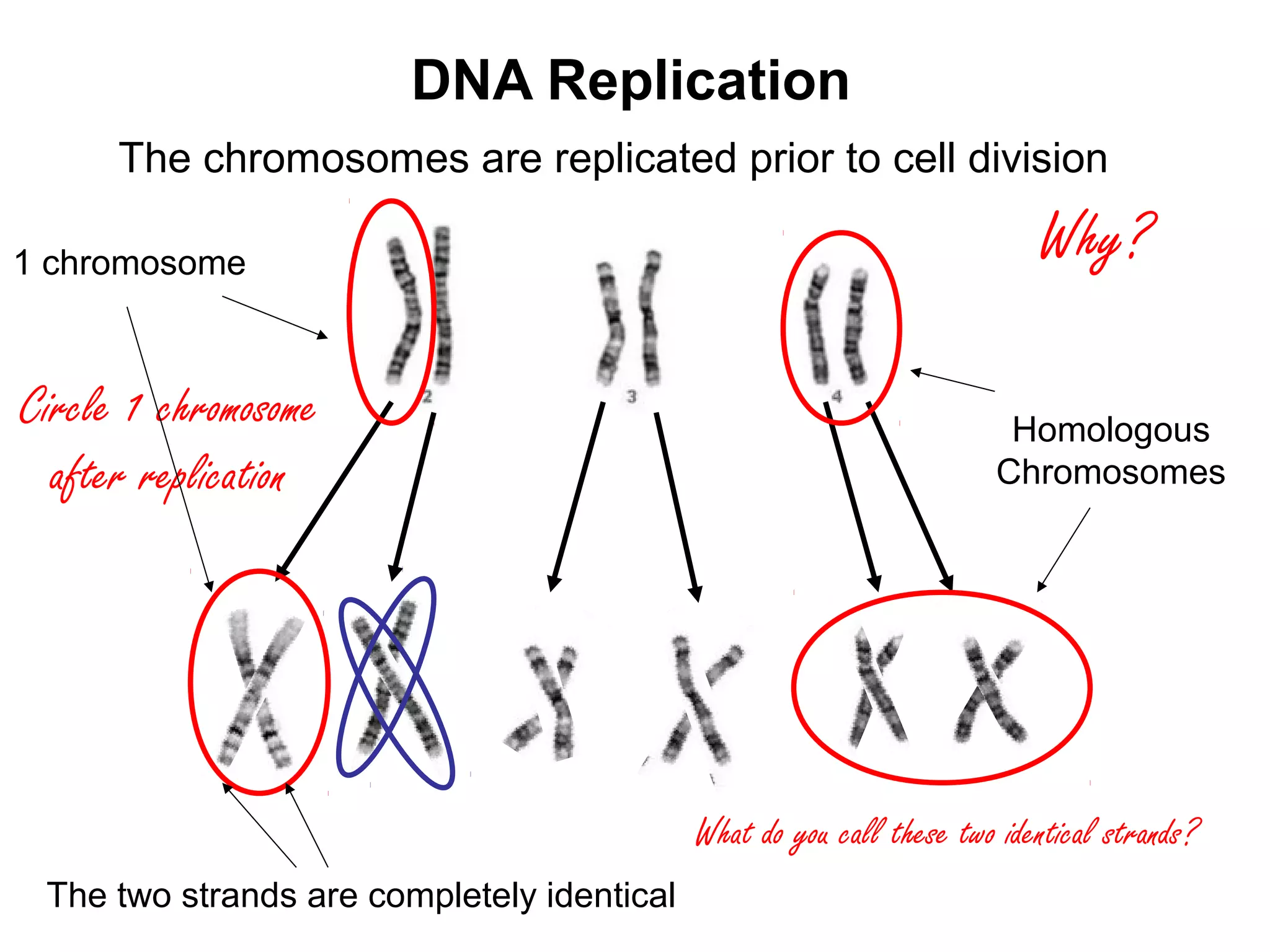 Genetics chapter 3 part 1 | PPT
