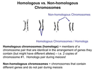 Non Homologous Chromosomes Vs Homologous Chromosomes