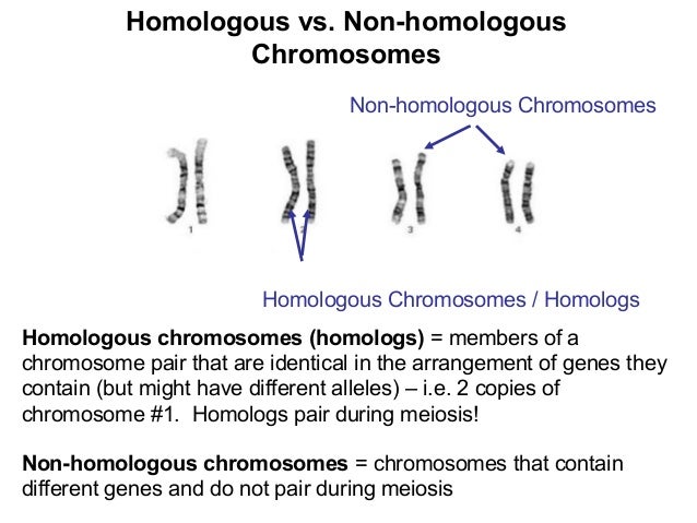Genetics chapter 3 part 1