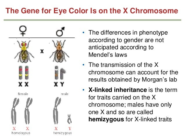 Genetics chapter 3 part 2