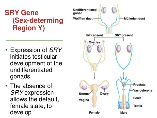 Genetics chapter 3 part 2