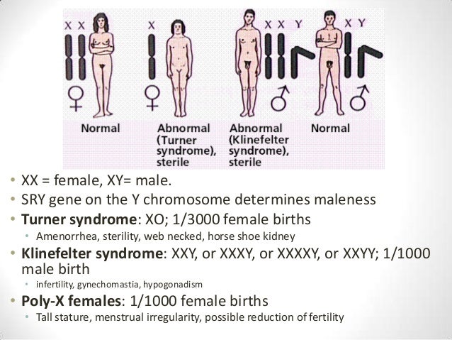 Genetics Chapter 3 Part 2