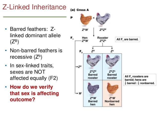 Genetics chapter 3 part 2