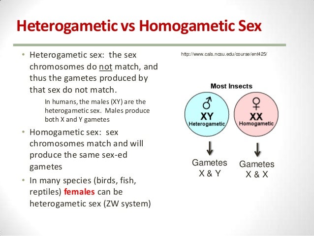 Genetics chapter 3 part 2