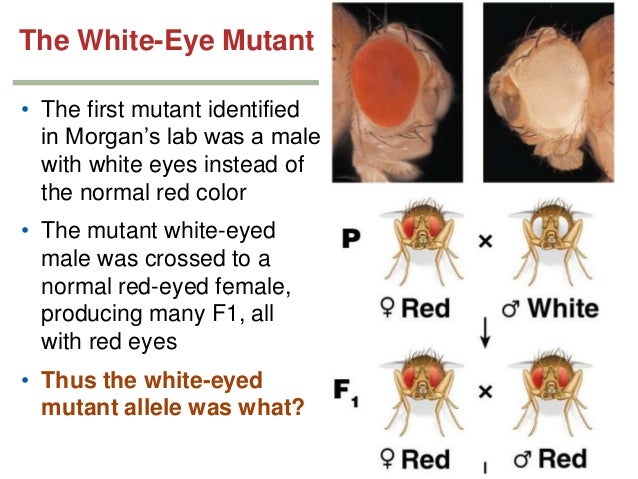 Genetics Chapter 3 Part 2