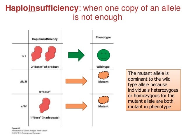 Genetics chapter 4 part 1