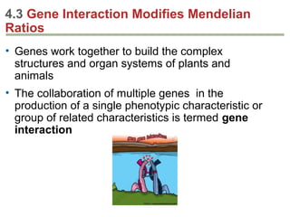 Geneticschapter4part21 140222103745-phpapp01 | PPT