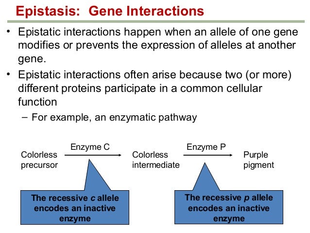 Genetics chapter 4 part 2(1)
