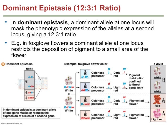 Genetics chapter 4 part 2(1)