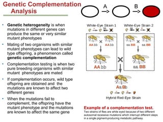 Genetics chapter 4 part 2(1) | PPT
