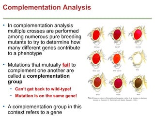 Genetics chapter 4 part 2(1) | PPT