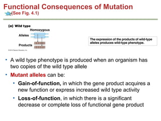 Genetics chapter 4 part 2(1) | PPT
