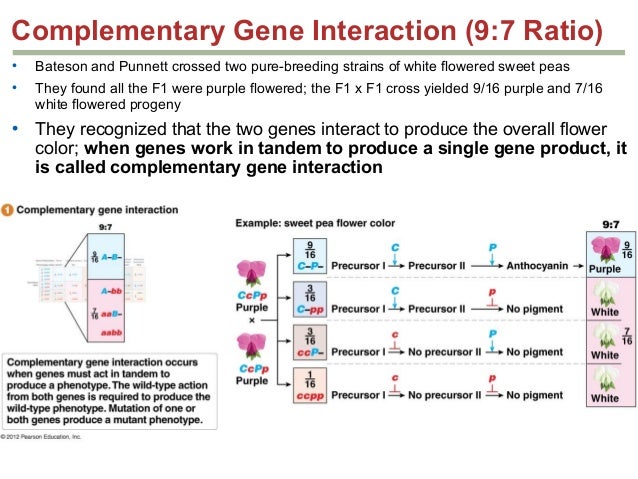 Genetics Chapter 4 Part 2 1