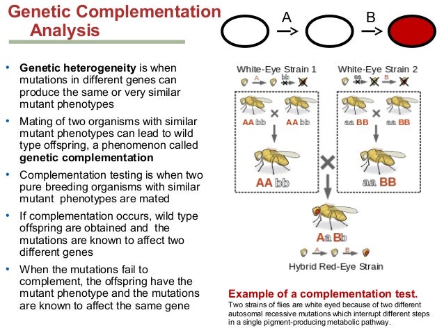 Genetics chapter 4 part 2(1)