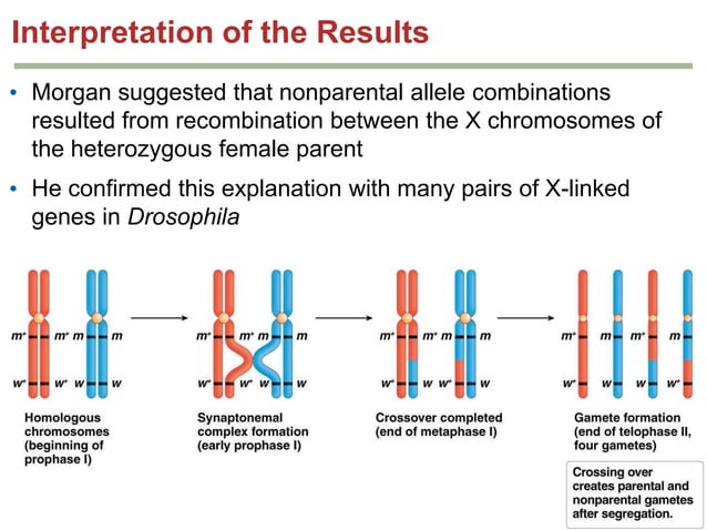 Genetics chapter 5 part 1 | PPTX | Genetics | Science