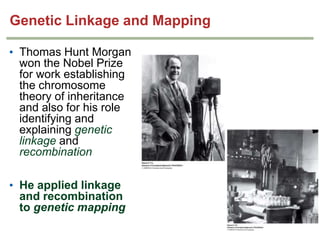 Genetics chapter 5 part 1 | PPTX