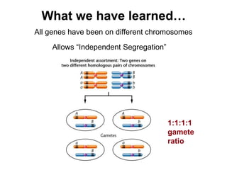 Genetics chapter 5 part 1 | PPTX