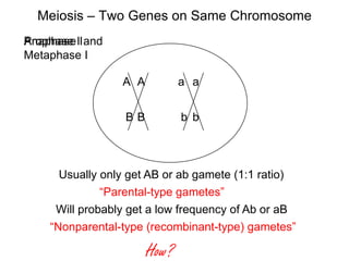 Genetics chapter 5 part 1 | PPTX