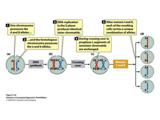 Genetics chapter 5 part 1 | PPTX