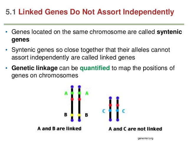 Genetic Linkage And Recombination
