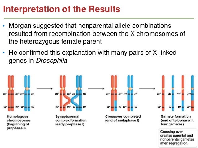 Genetic Linkage And Recombination