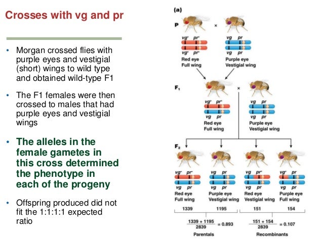 Genetic Map Centimorgan