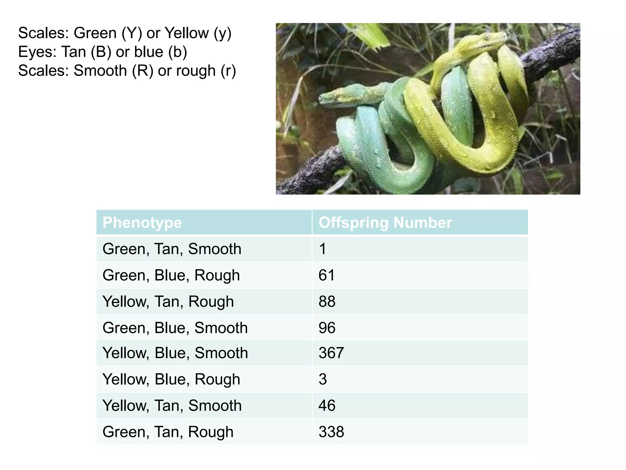Genetics chapter 5 part 2(1) | PPTX