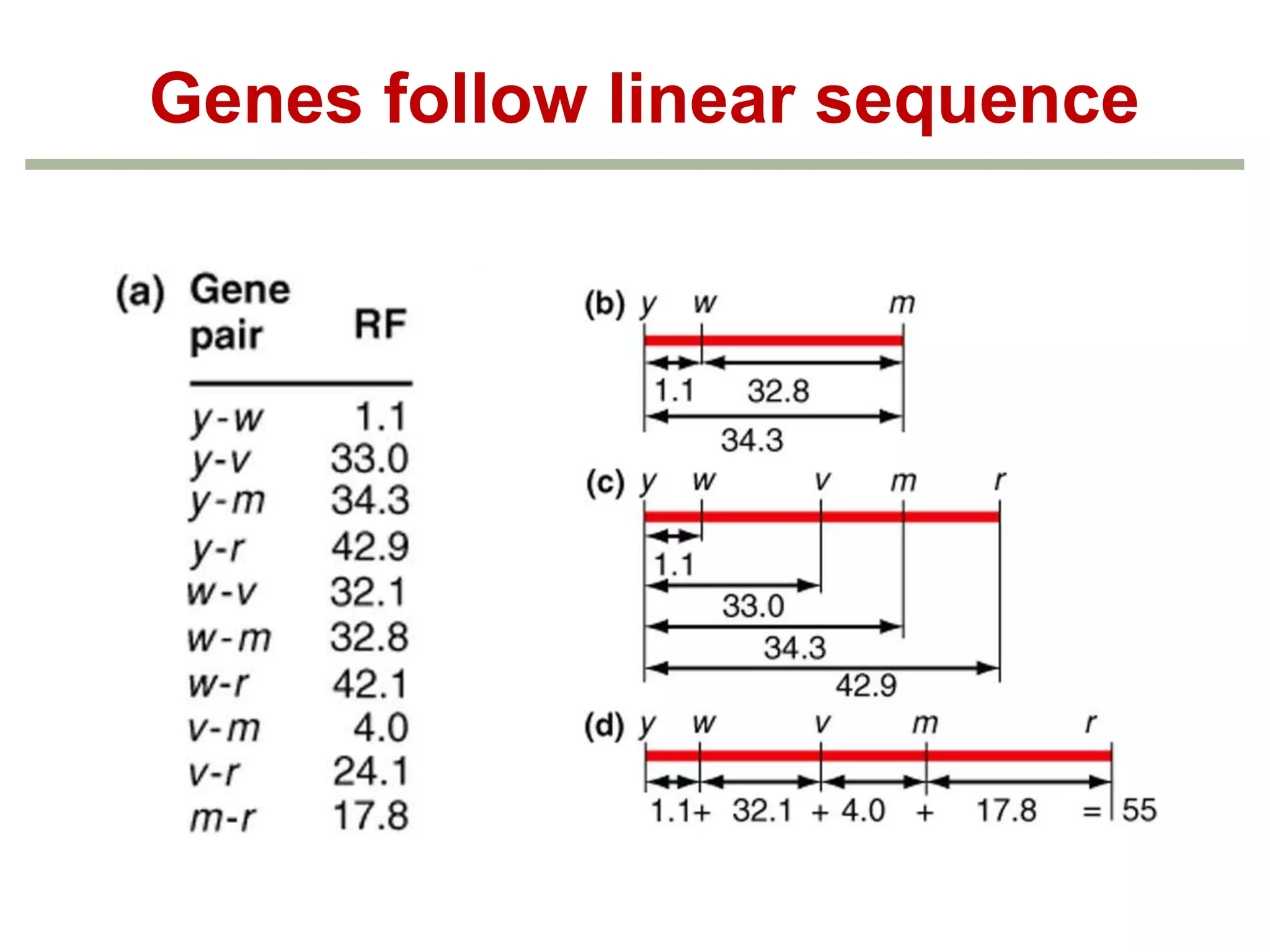 Genetics chapter 5 part 2(1) | PPTX