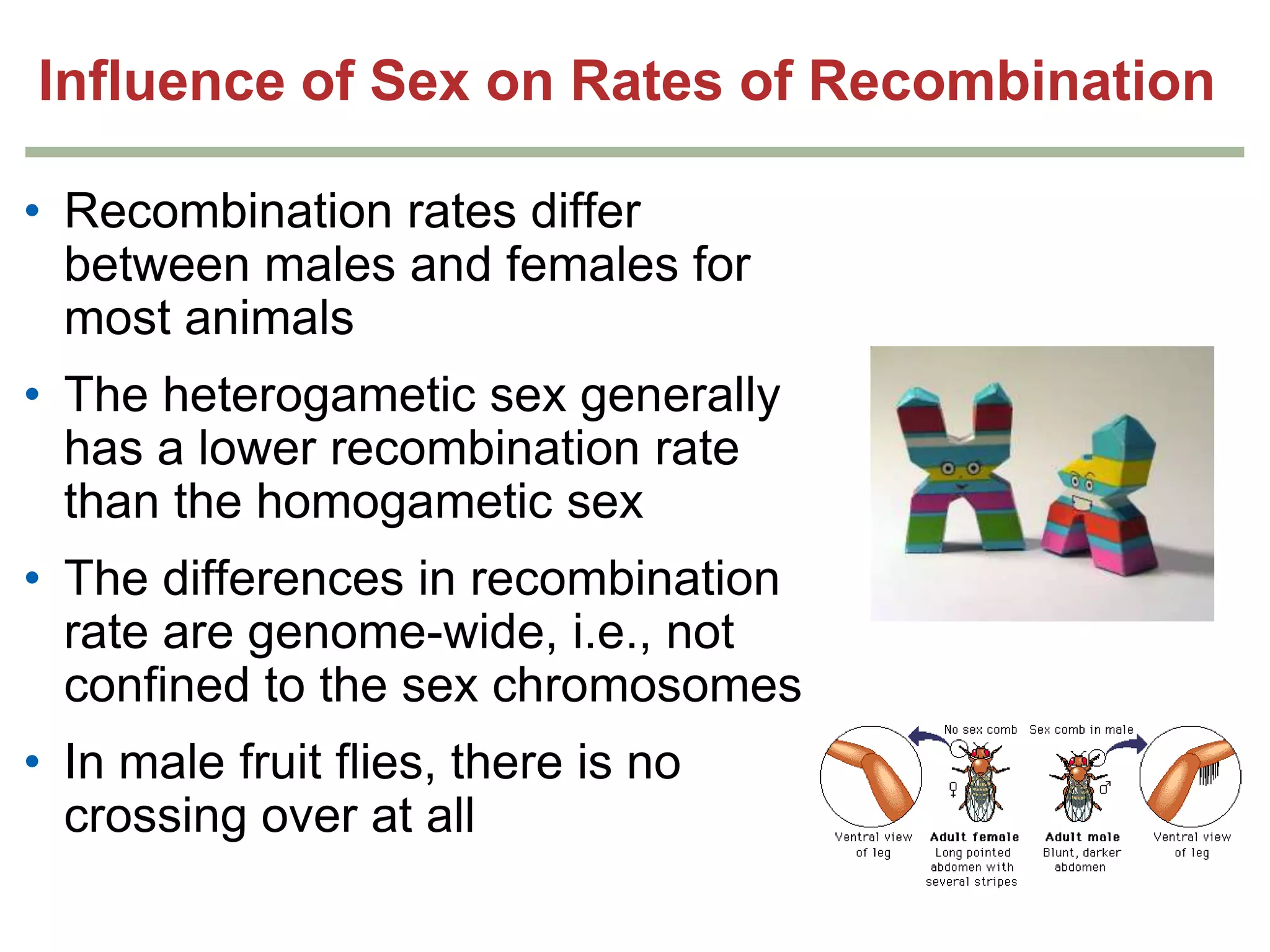 Genetics chapter 5 part 2(1) | PPTX