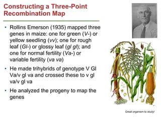 Genetics chapter 5 part 2(1) | PPTX