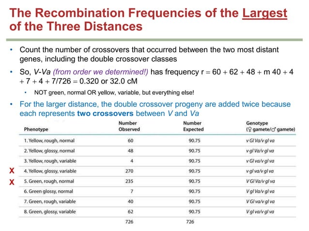 Genetics chapter 5 part 2(1) | PPTX | Genetics | Science