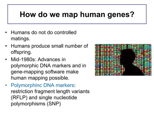 Genetics chapter 5 part 2(1) | PPTX | Genetics | Science