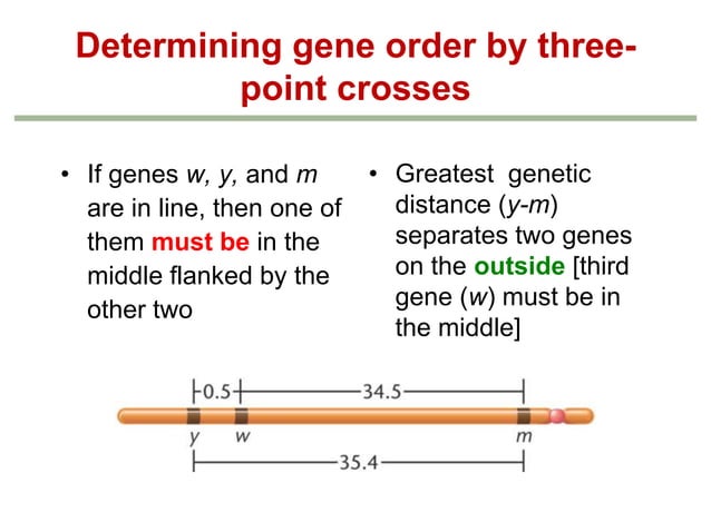 Genetics chapter 5 part 2(1) | PPTX | Genetics | Science