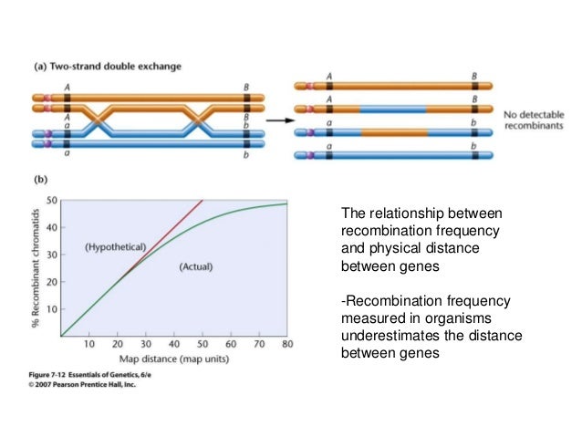 Genetics chapter 5 part 2(1)