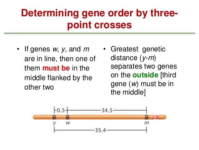 Genetics chapter 5 part 2(1)