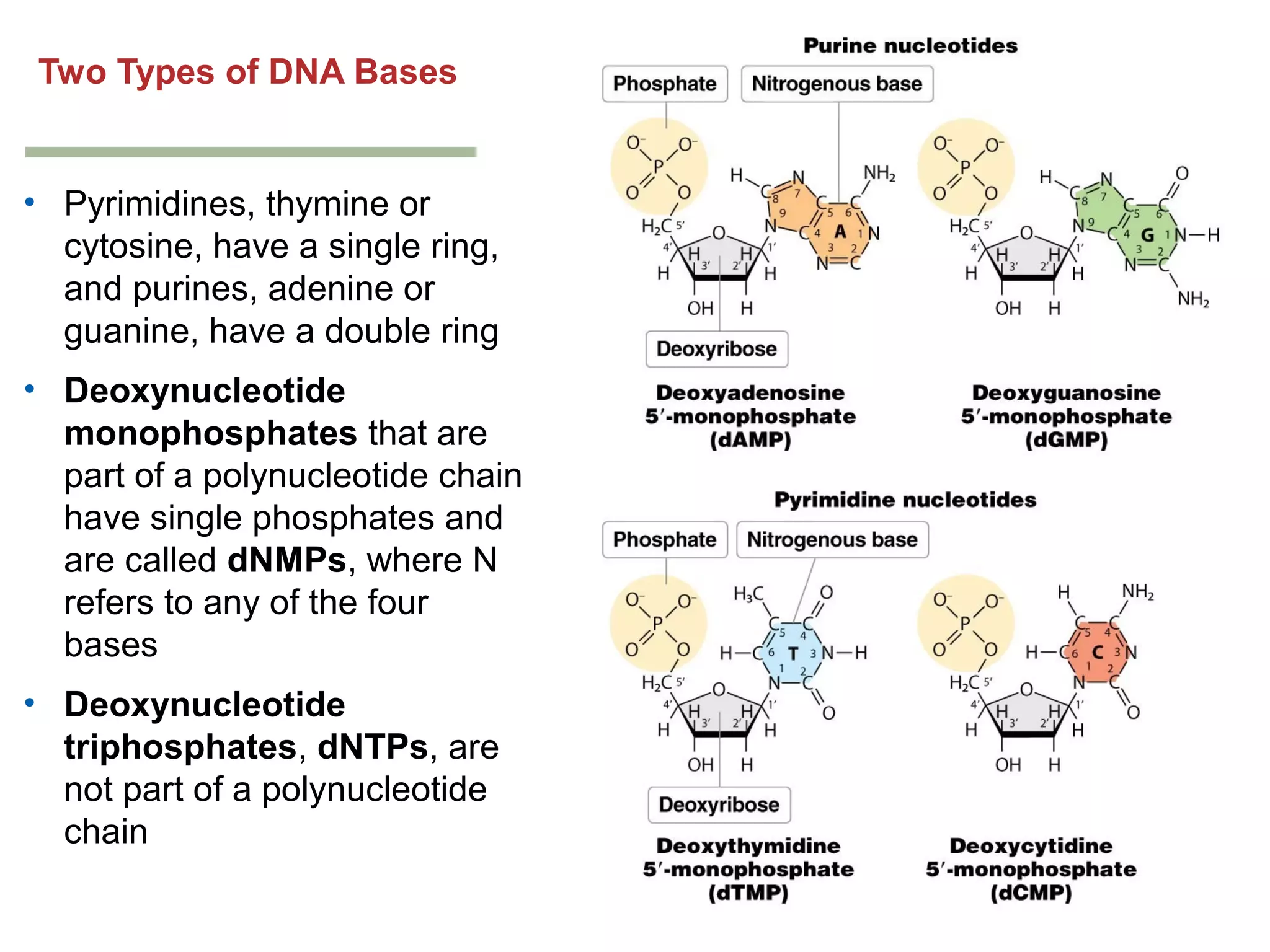 Genetics chapter 7 dna structure and replication | PPT