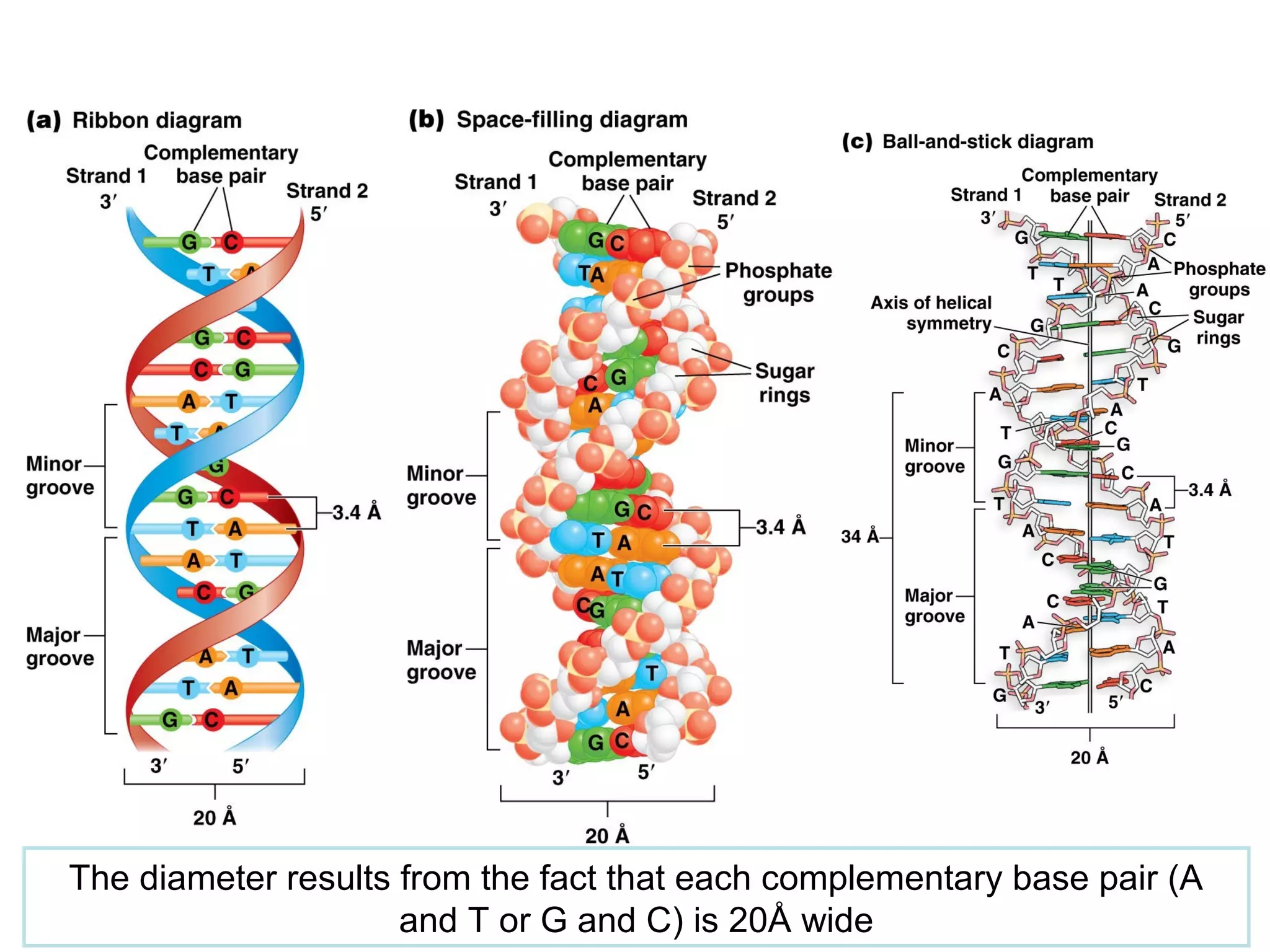 Genetics chapter 7 dna structure and replication | PPT
