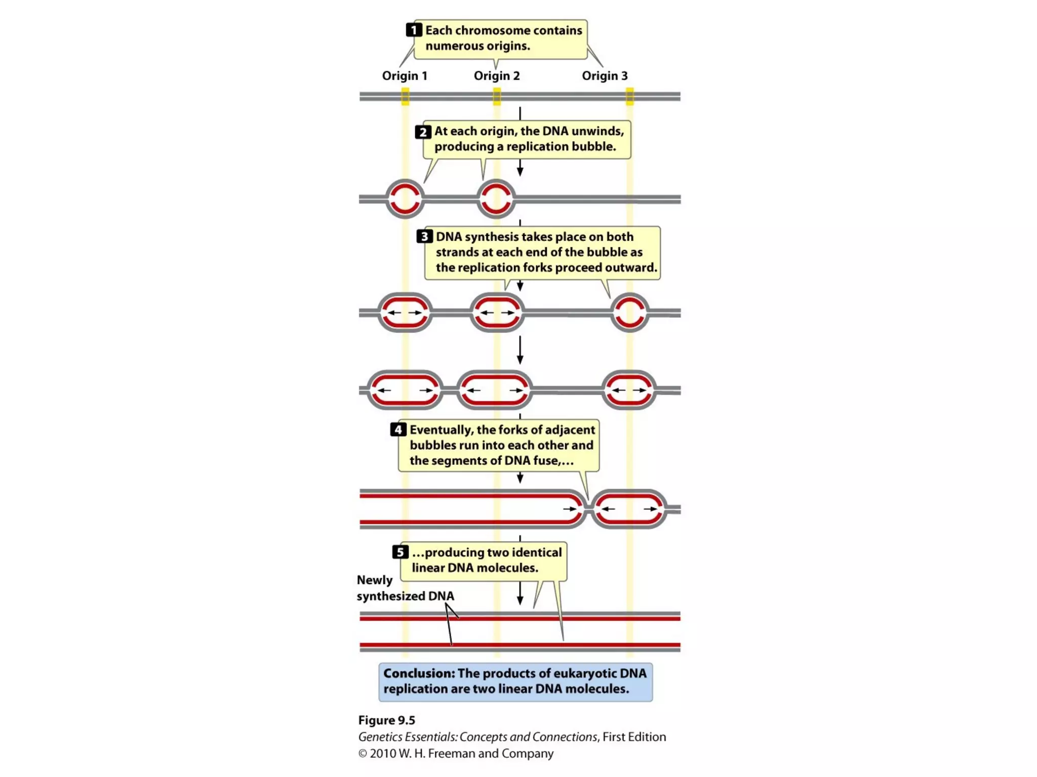 Genetics chapter 7 dna structure and replication | PPT