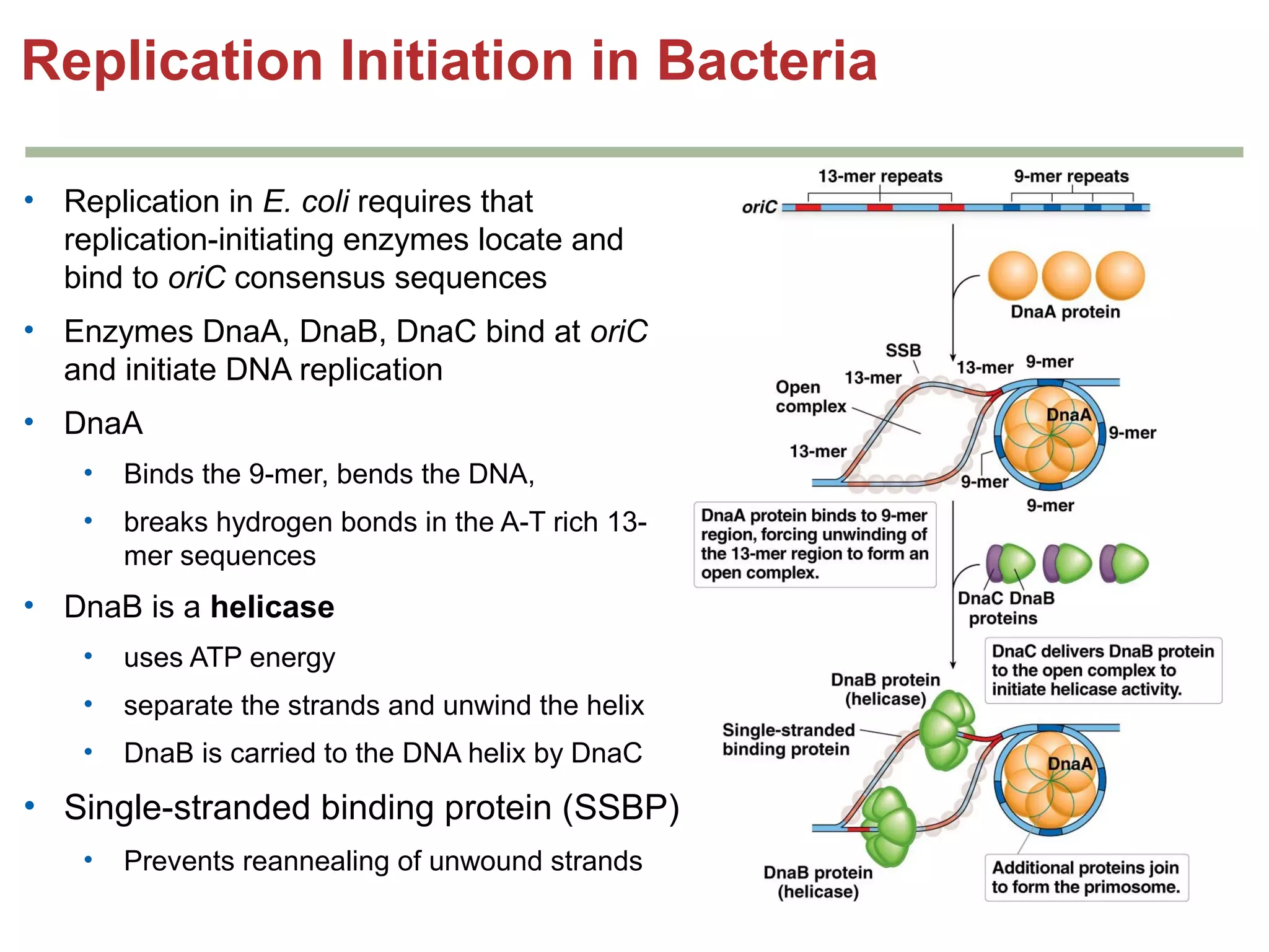 Genetics chapter 7 dna structure and replication | PPT