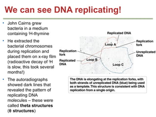 Genetics chapter 7 dna structure and replication | PPT