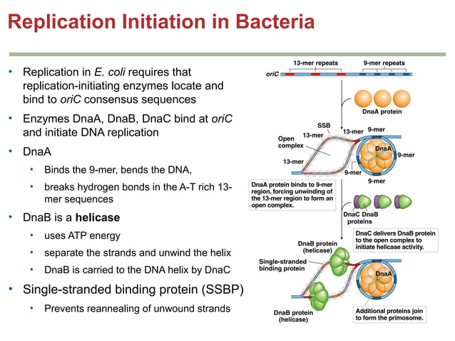 Genetics chapter 7 dna structure and replication | PPT