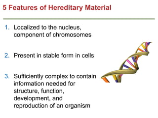 Genetics chapter 7 dna structure and replication | PPT