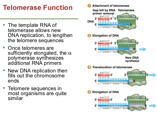 Telomerase Function