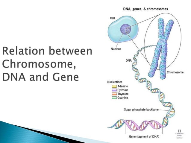 Genetic Disorders Pathology for Medicine students | PPTX | Pregnancy | Reproductive Health