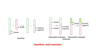 Genetic Series Chromosomal Aberrations.pptx