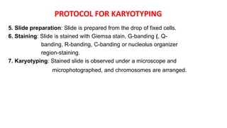 Genetic Series Cytogenetics.pptx