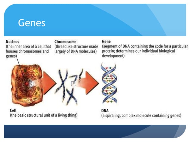 Genetic and Evolutionary Roots of Behavior | PPTX | Genetics | Science