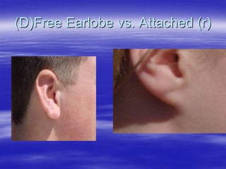 Genetics examples | PPTX