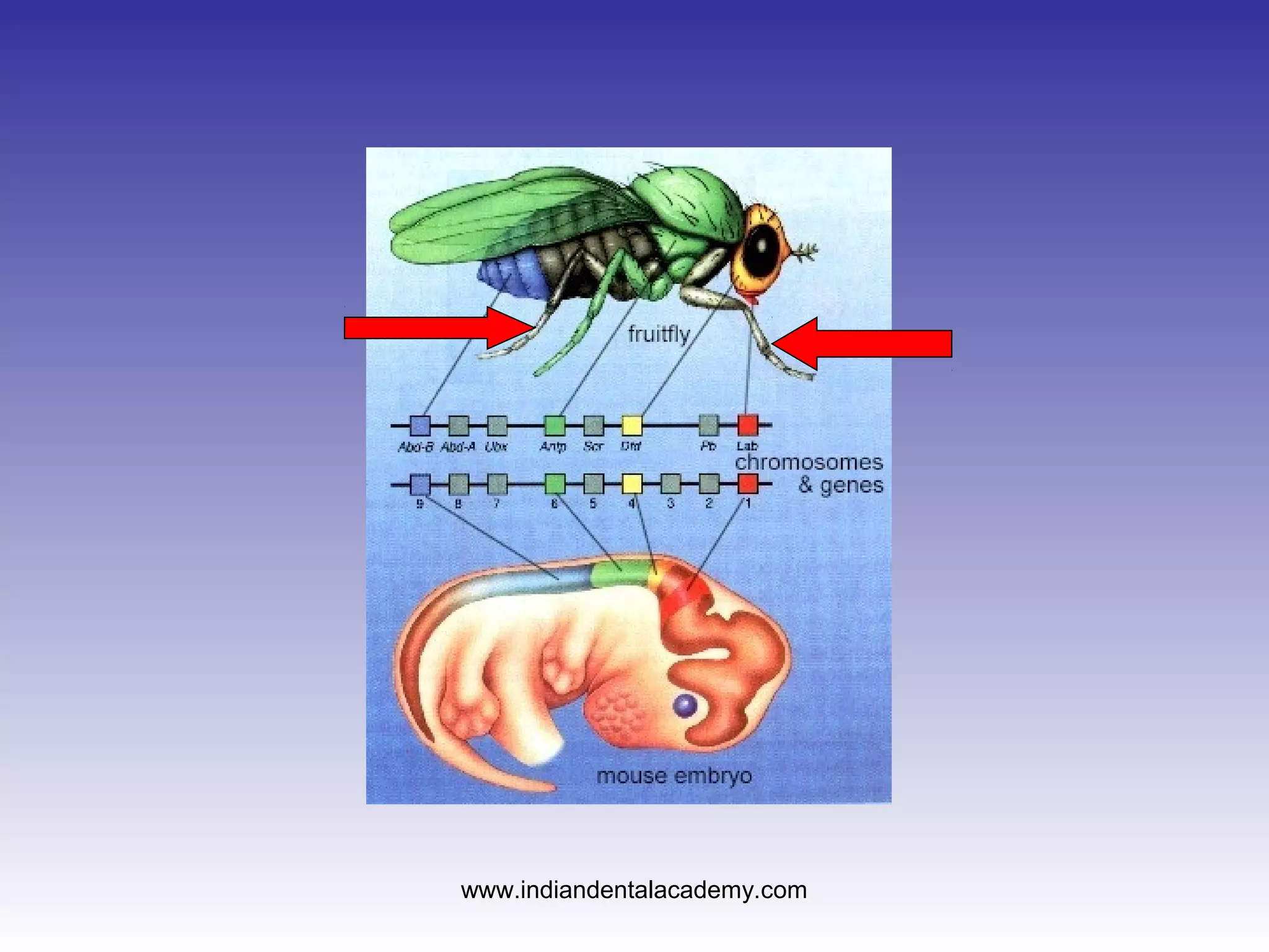 Genetics factor in development of malocclusion | PPT